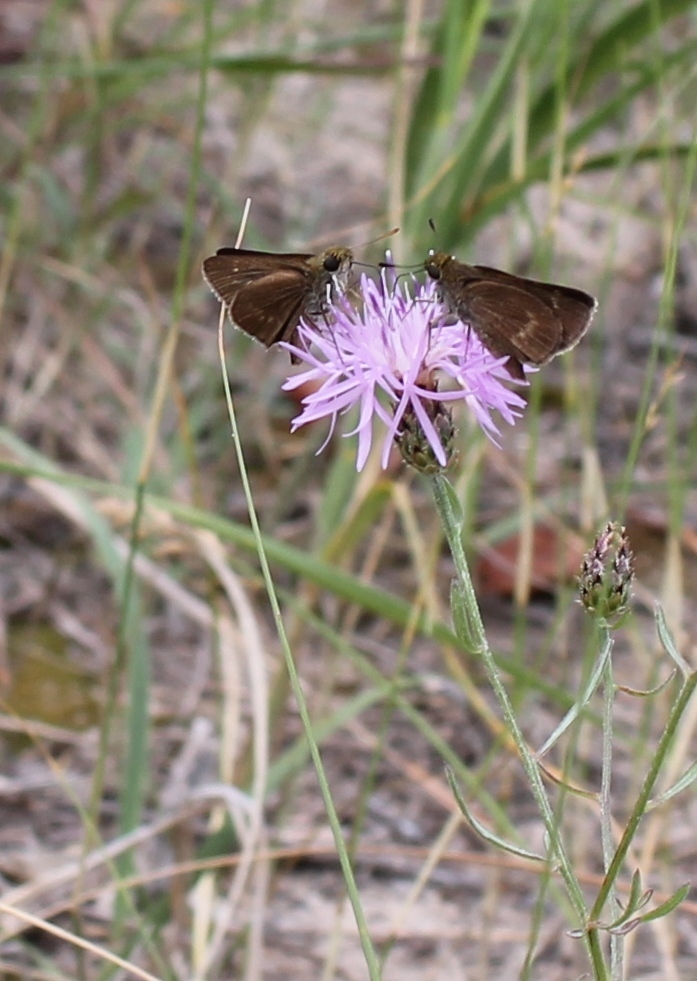 Dun Skipper from Lambton County, ON, Canada on July 14, 2024 at 10:22 ...
