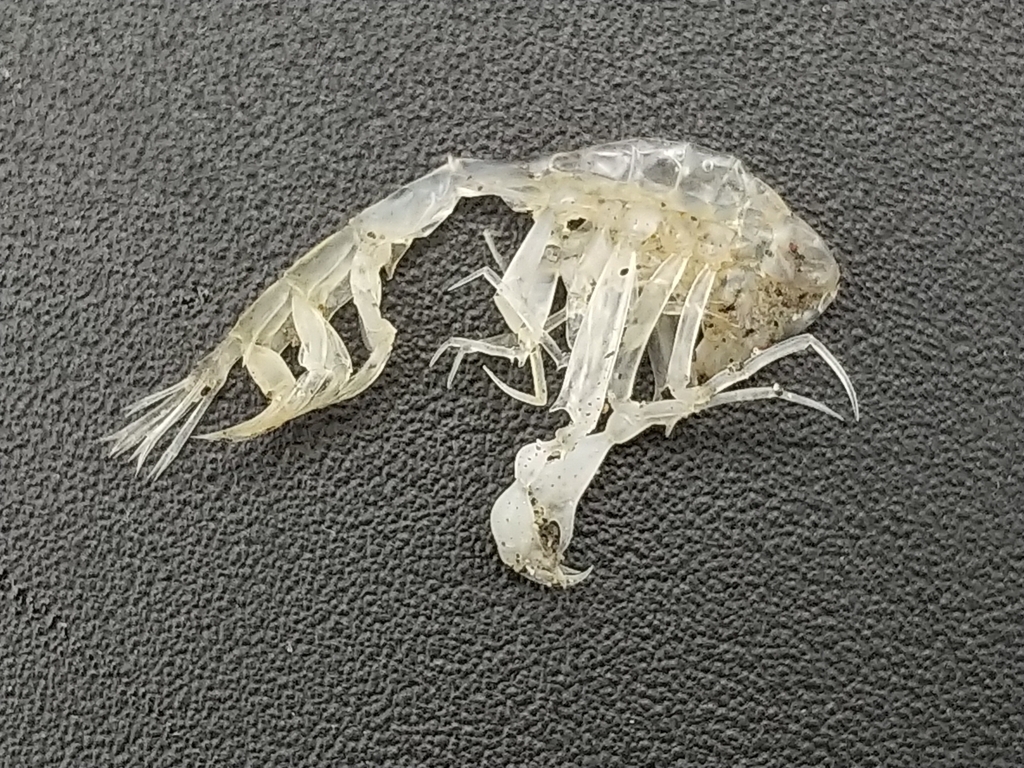 parasitic hyperiid amphipod from Clatsop County, OR, USA on July 3 ...