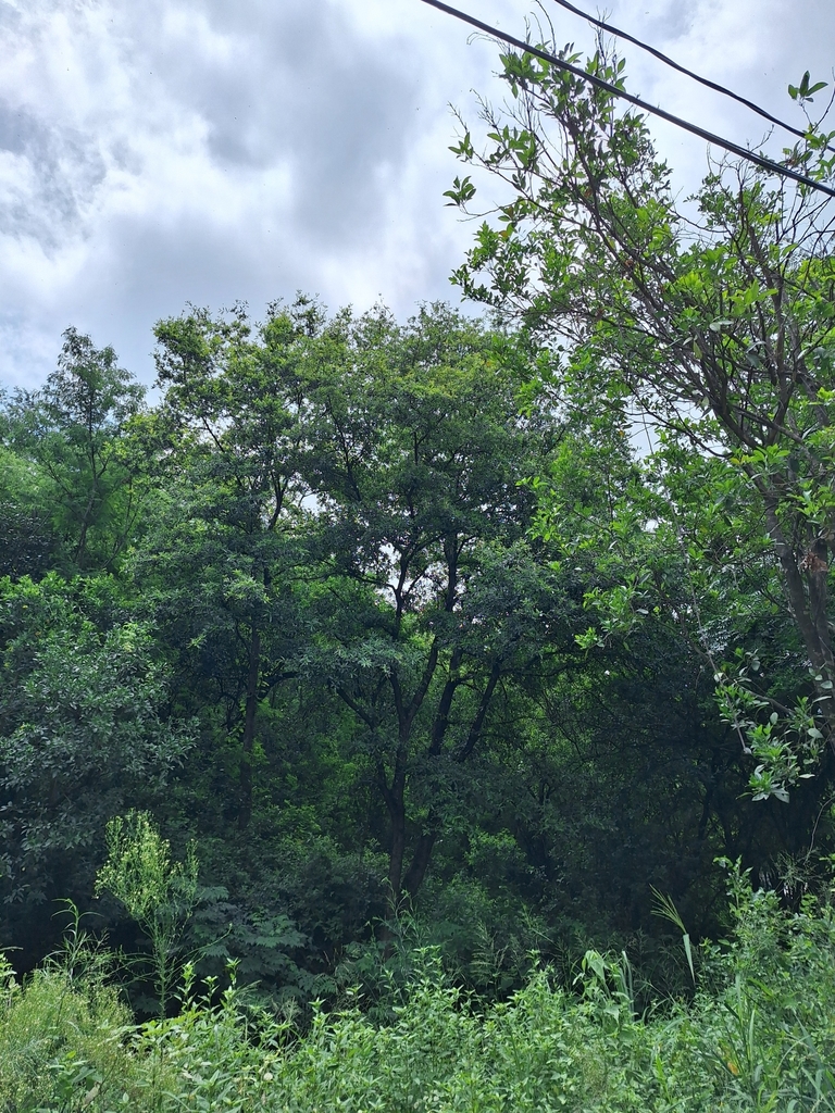 Sandpaper Oak from Rincón de La Sierra, 67194 Guadalupe, N.L., México ...
