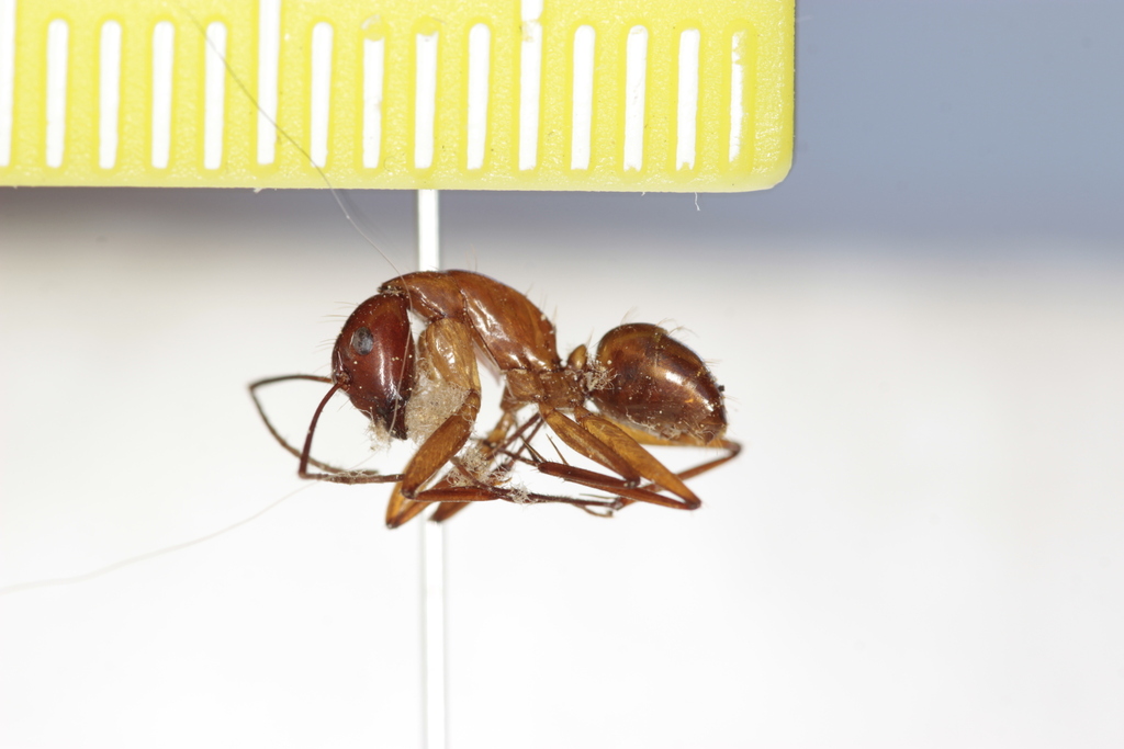 Chestnut Carpenter Ant from Franklin County, MO, USA on May 24, 2024 at ...