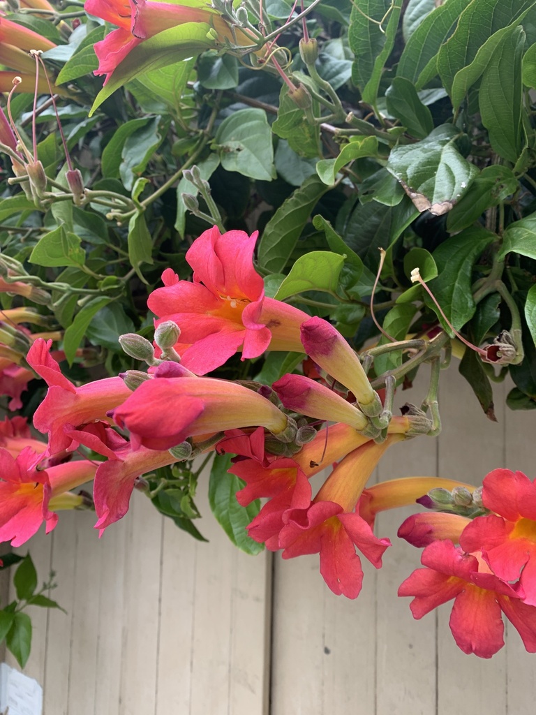 bignonia family from Diamond St, San Francisco, CA, US on July 14, 2024 ...