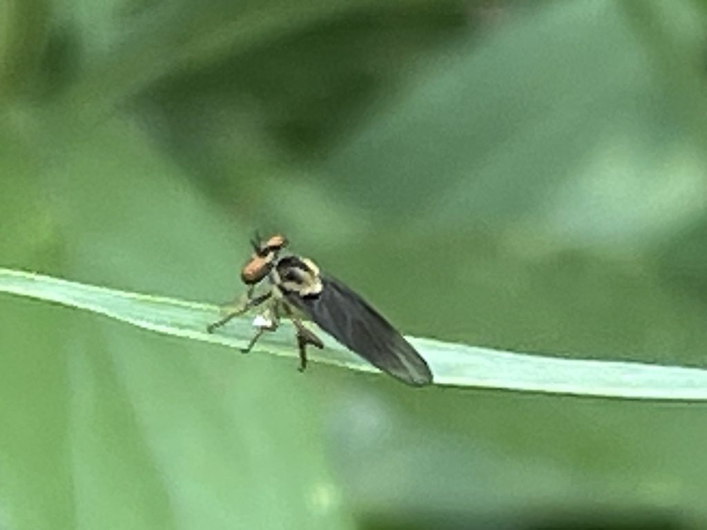 Gnat Ogres from River Corners Rd, Homerville, OH, US on July 14, 2024 ...