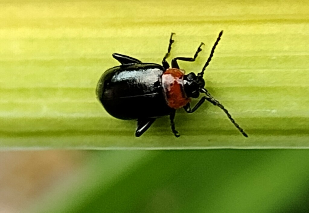 Spinach Flea Beetle from Kearney, NE, USA on July 14, 2024 at 12:48 PM ...