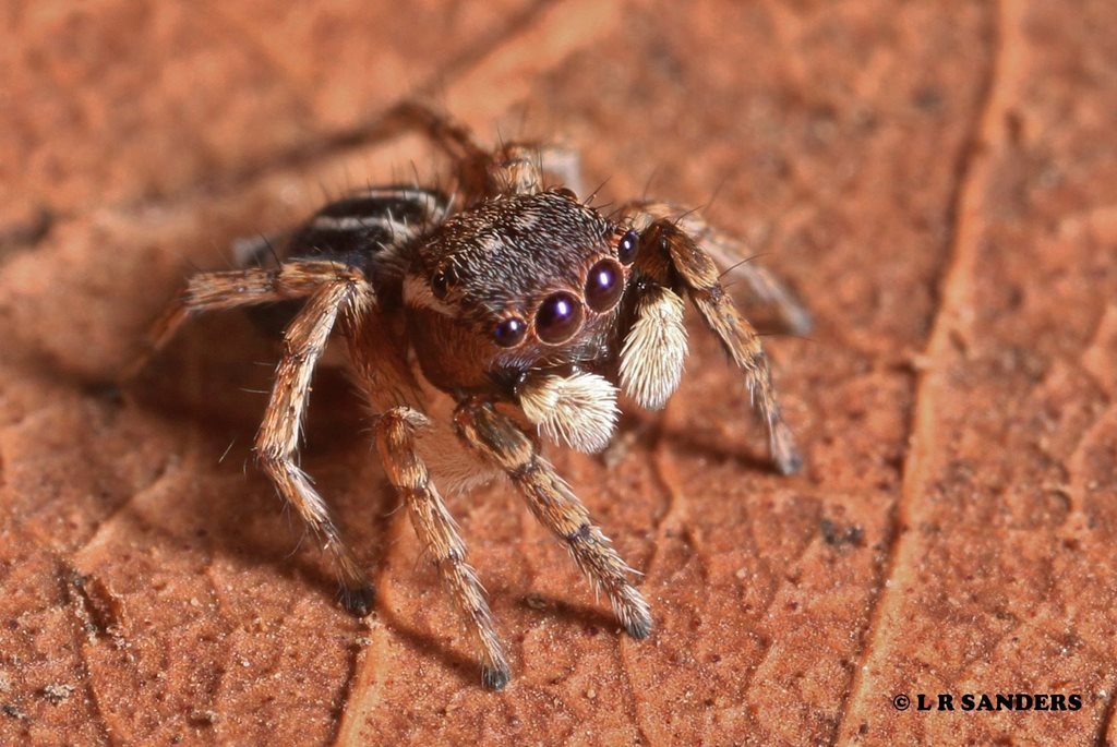 Fringed Peacock Spider from LOT 4 Rileys Crossing Rd, Mackenzie River ...
