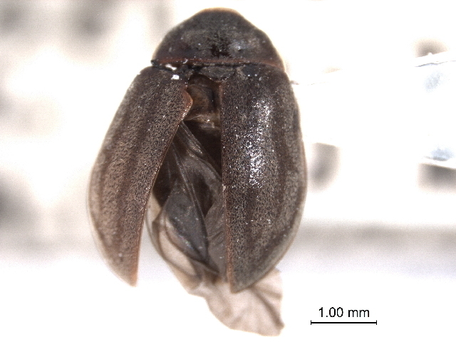 Water Penny Beetles (Creek Critters at Calaveras Big Trees State Park ...