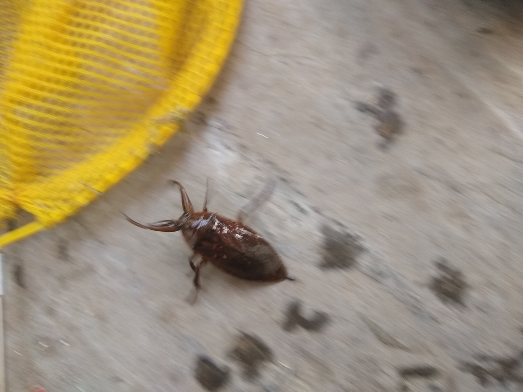 American Giant Water Bug from Williamstown, VT 05679, USA on May 18 ...