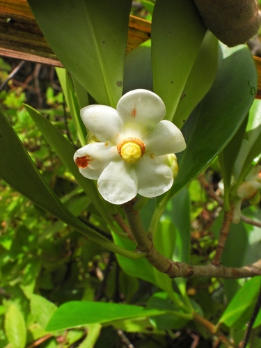 Cucharo (Clusia minor)