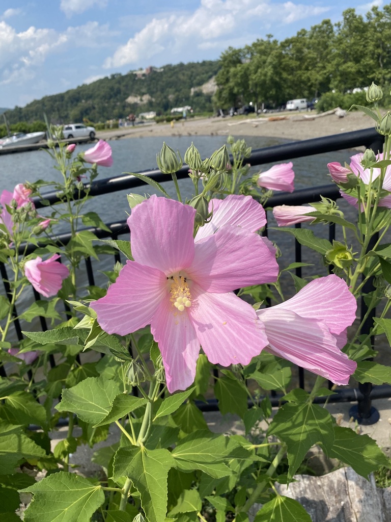 swamp rose mallow from Peekskill Bay, Peekskill, NY, US on July 14 ...
