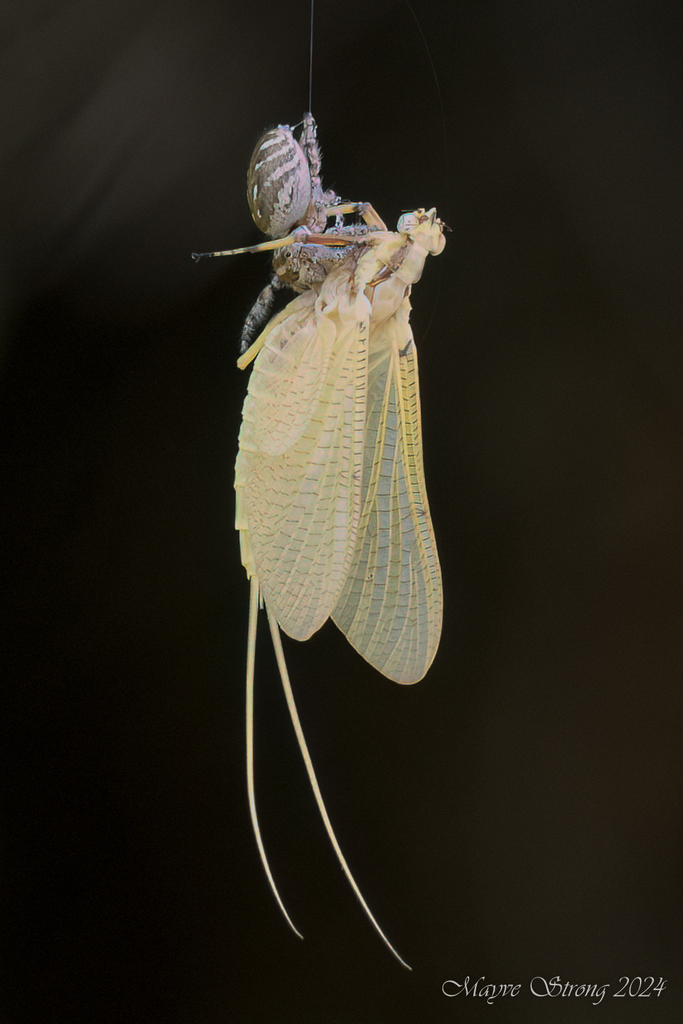 Giant Mayfly from 100 P W 4137, Pilot Point, TX 76258, USA on July 14 ...