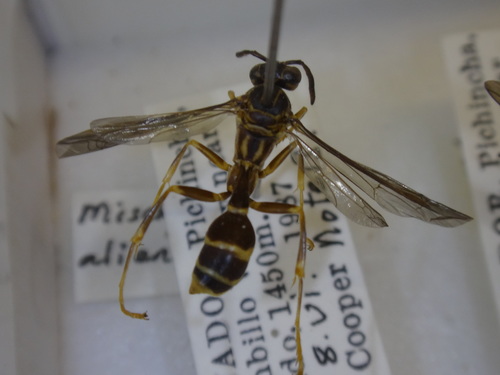 Mischocyttarus alienus · iNaturalist