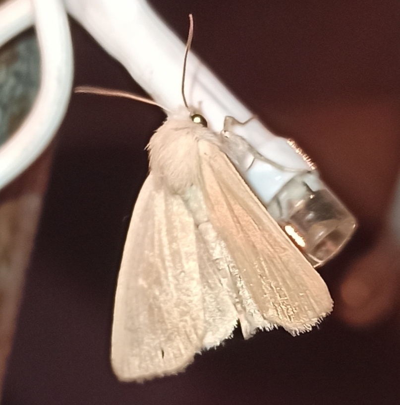 Fen Wainscot from Верхние Каргалы, Респ. Башкортостан, Россия, 452731 ...
