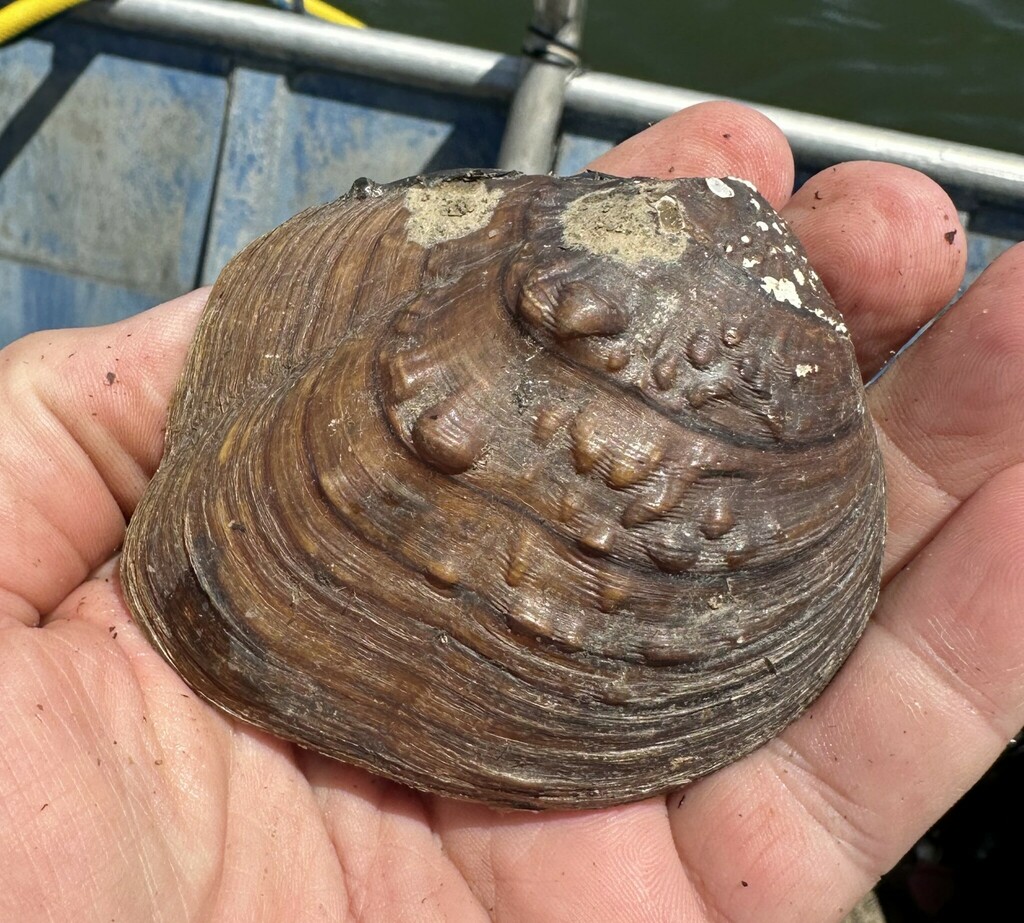Monkeyface Mussel from Tennessee River, Buck Island Chute, Colbert ...