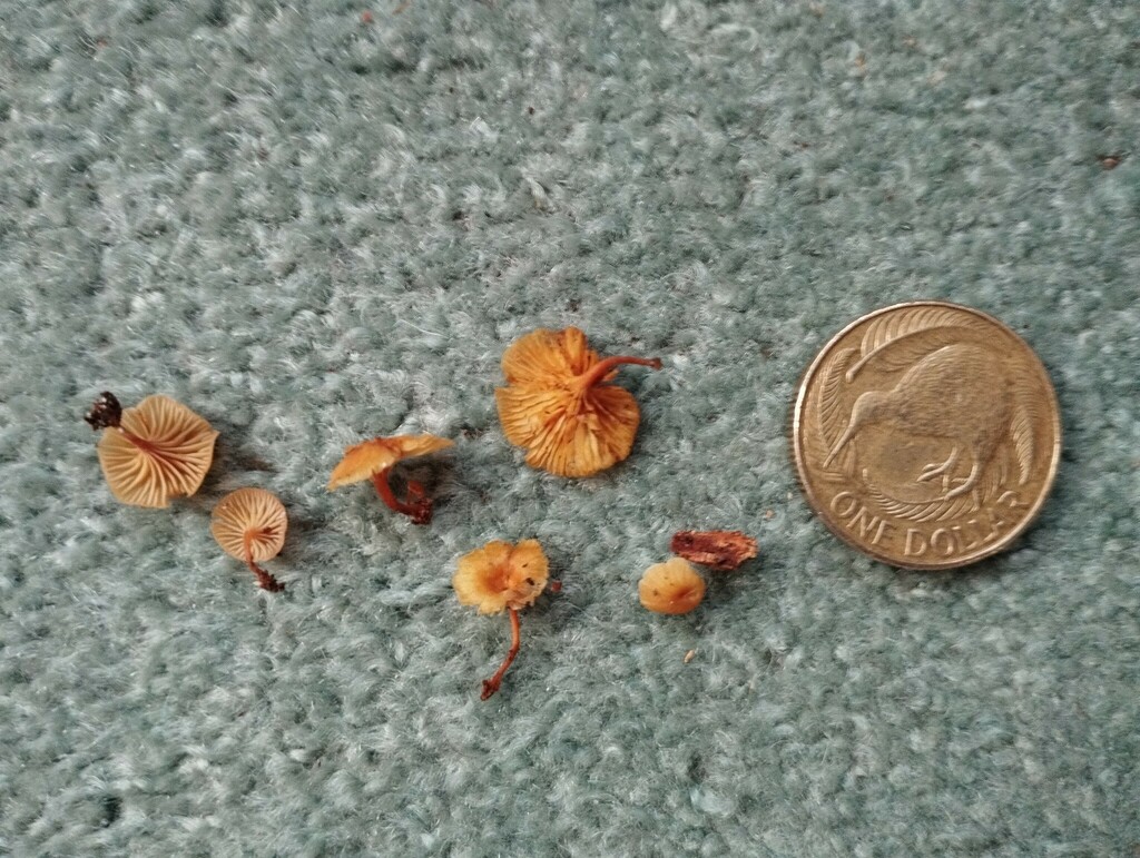 Xeromphalina from Ōtari Wilton’s Bush on July 14, 2024 at 04:14 PM by ...