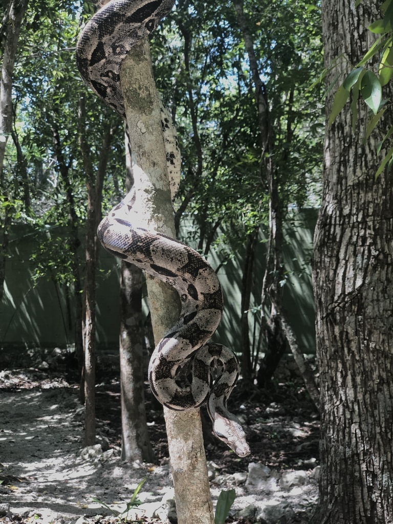 Mazacuata desde Tulum, Q. Roo., MX el 14 de julio de 2024 a las 10:59 ...