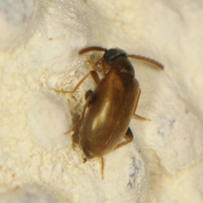 Aderus saginatus in July 2024 by Elliott Gordon · iNaturalist
