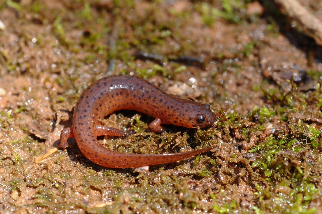Mud Salamander in April 2013 by Scott Gravette · iNaturalist