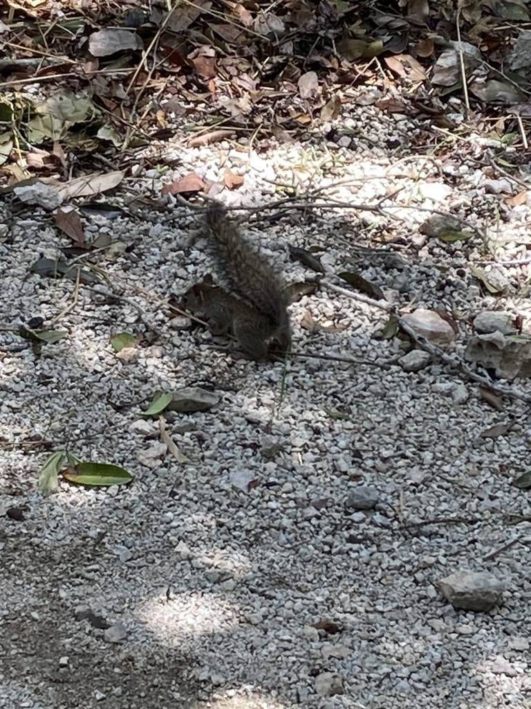 Yucatán Squirrel from Tulum, Q. Roo., MX on July 12, 2024 at 12:17 PM ...