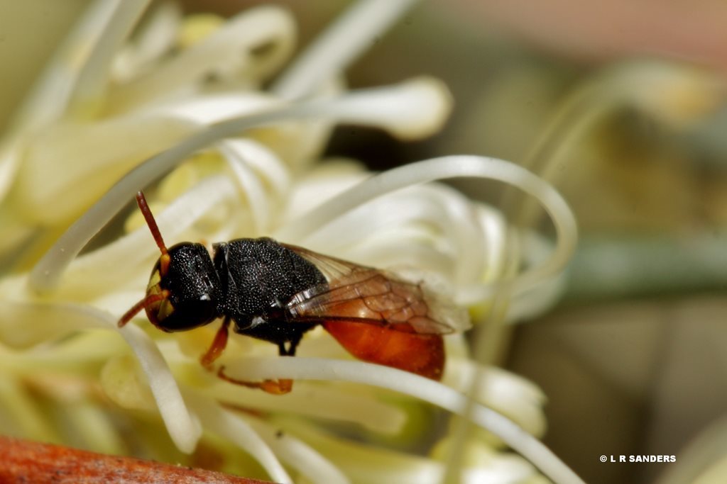 Orange-tailed Masked Bee from LOT 2171 Capricorn Highway, Emerald QLD ...