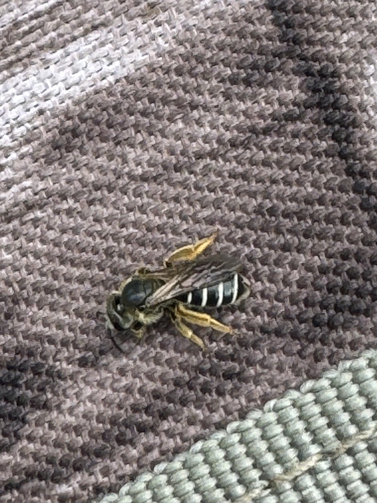 Orange-legged Furrow Bee from Springer St, Middlesex Centre, ON, CA on ...