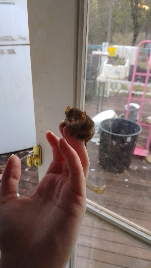 Common Planigale from Blackbutt QLD 4314, Australia on July 15, 2024 at ...