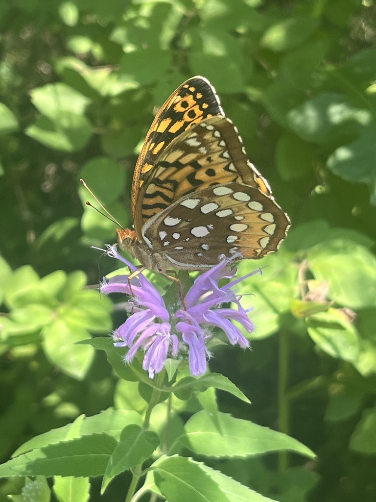 Great Spangled Fritillary from Delaware Water Gap National Recreation ...