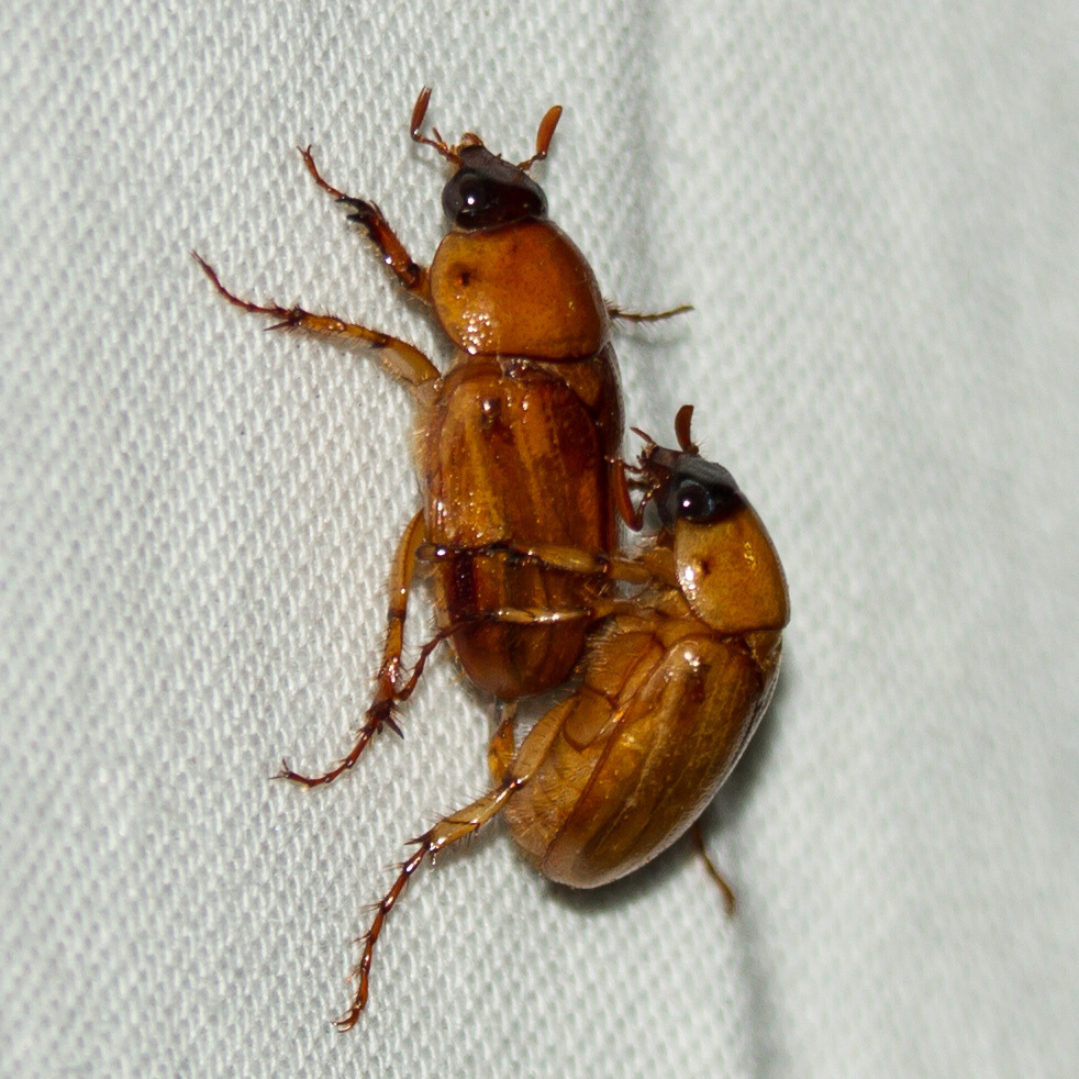 Southern Masked Chafer from Monkton, MD 21111, USA on July 13, 2024 at ...