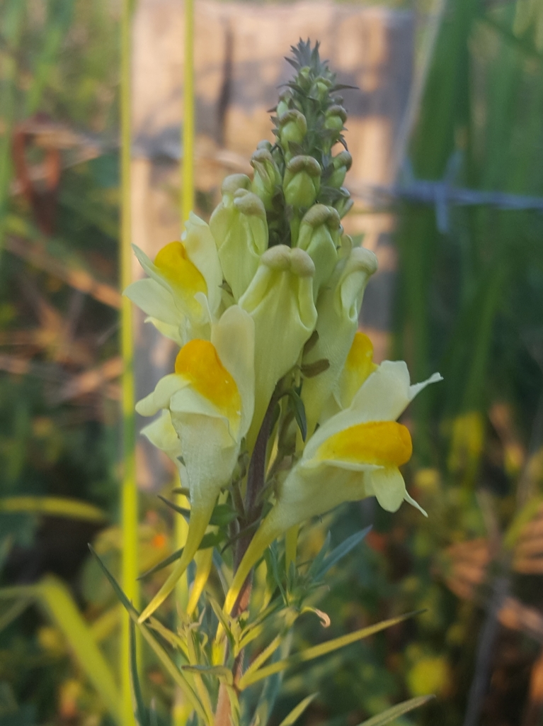 common toadflax from 2225 Katwijk aan Zee, Niederlande on June 02, 2019 ...
