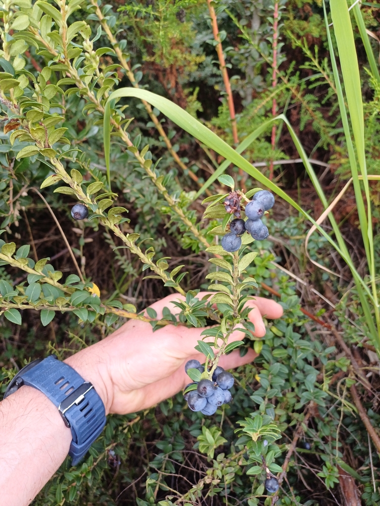 Andean blueberry from San Pablo, Ecuador on July 14, 2024 at 04:01 PM ...