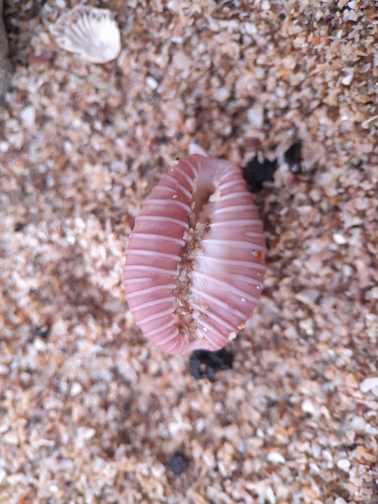 Pusula radians from San Felipe, Panamá, Provincia de Panamá, Panamá on ...