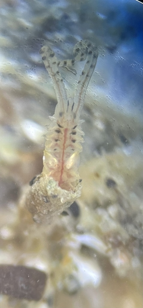 Shell-boring Spionids from Dillon Beach, CA, USA on July 14, 2024 at 02 ...