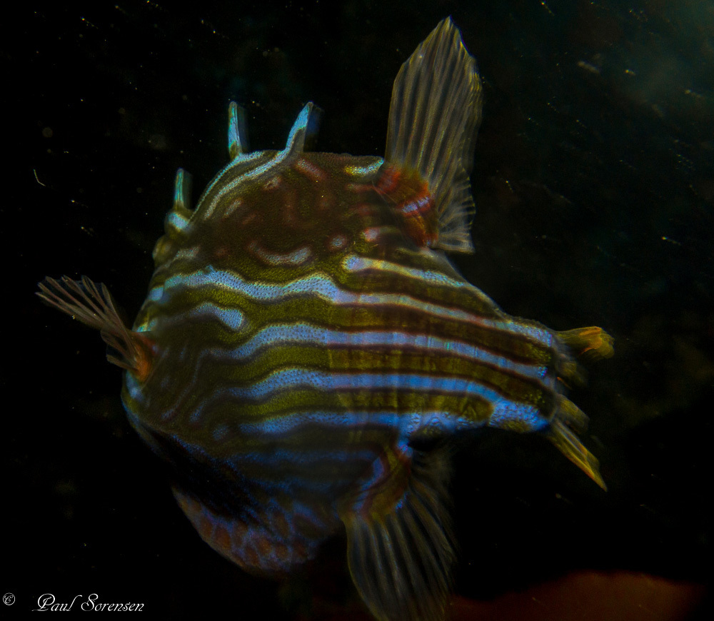 Shaw's Cowfish from Eaglehawk Neck TAS 7179, Australia on May 15, 2016 ...