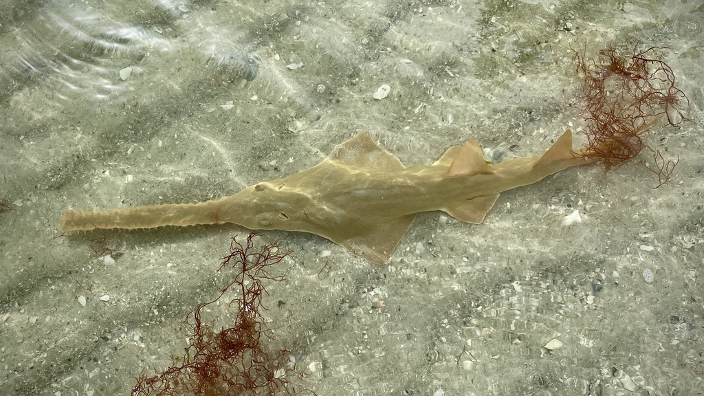 Sawfishes (Pristis) - Marine Life Identification