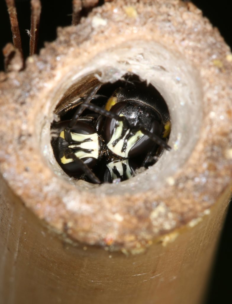 Chrome-marked Meroglossa (bees of se qld) · iNaturalist