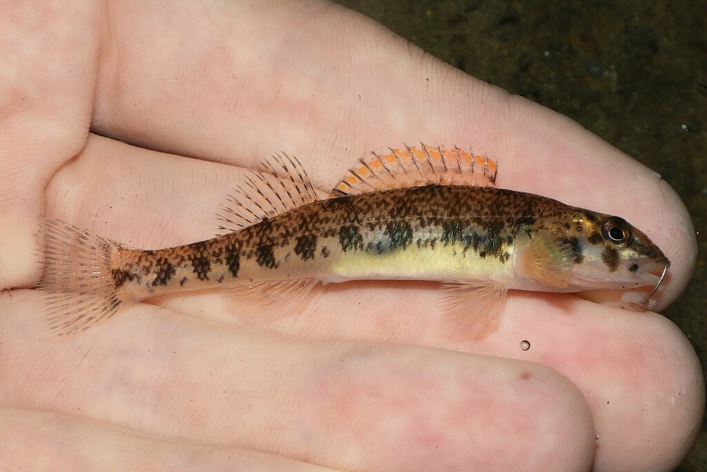 Blueside Darter from Blount County, TN, USA on June 7, 2024 at 11:35 PM ...