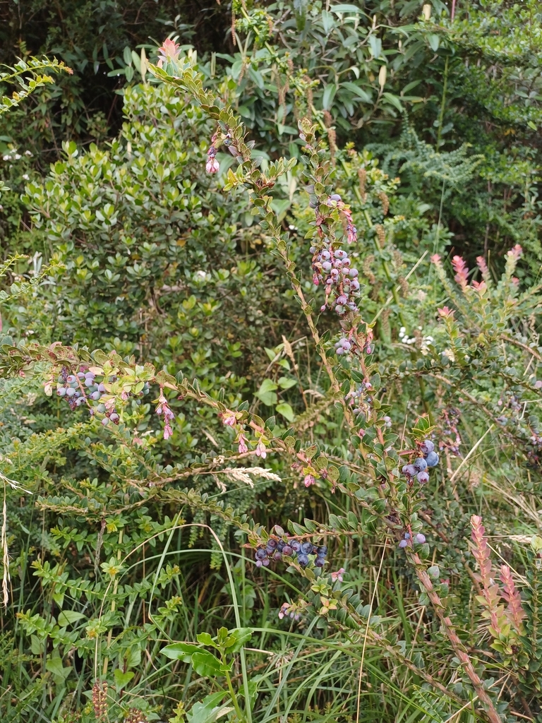 Andean blueberry from Otavalo, EC-IM, EC on July 14, 2024 at 04:22 PM ...