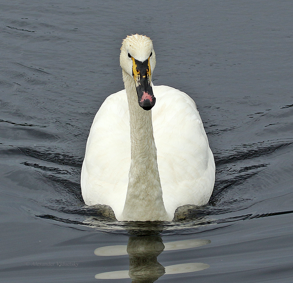 True Swans from Goleta, CA, USA on June 01, 2019 at 02:14 PM by ...