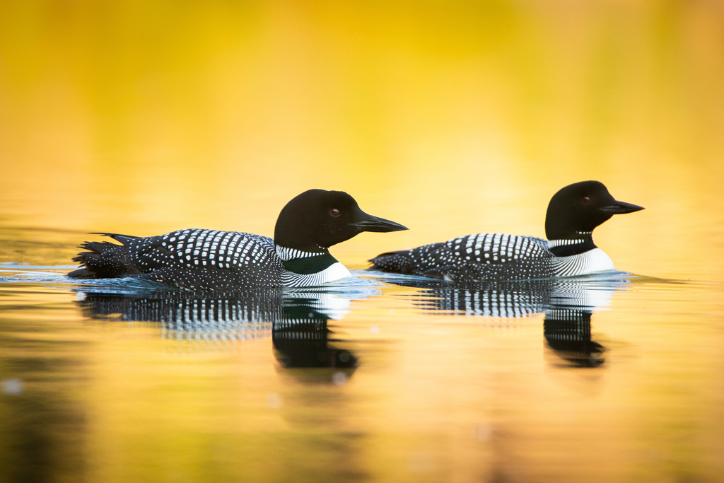 Common Loon from Downing, Thompson-Nicola, British Columbia, Canada on ...