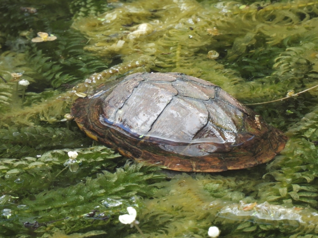 Central Chiapas Mud Turtle from Ojo de Agua, 29216 San Cristóbal de las ...