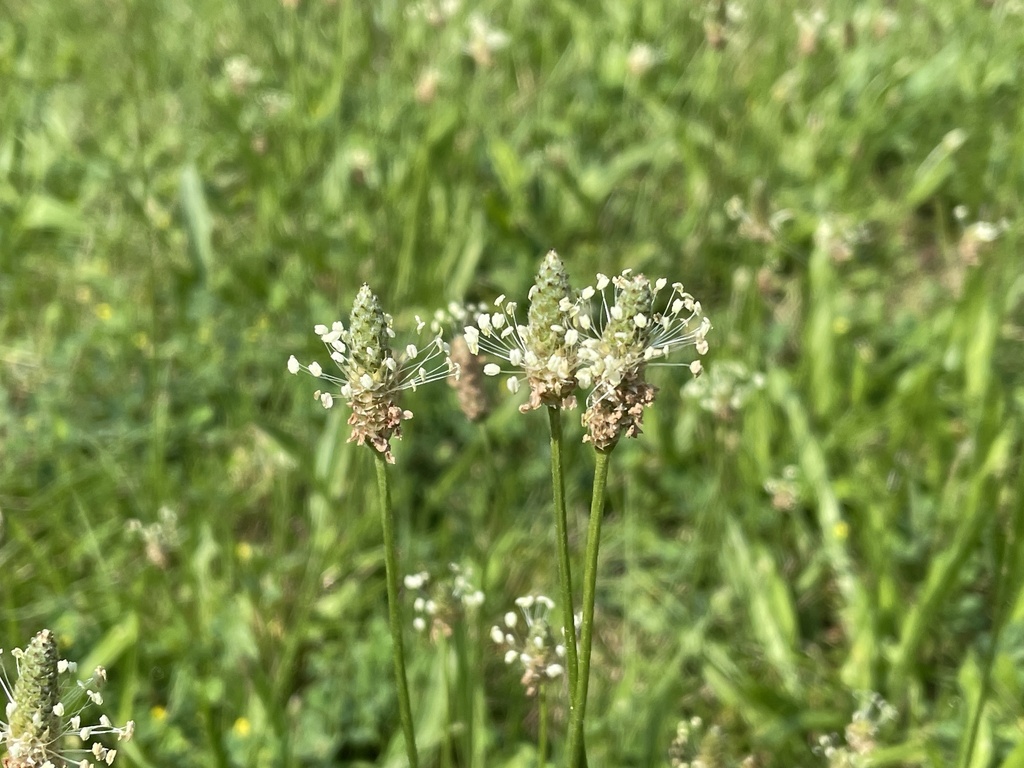 ribwort plantain from Battle Creek, Battle Creek, MI, US on July 14 ...