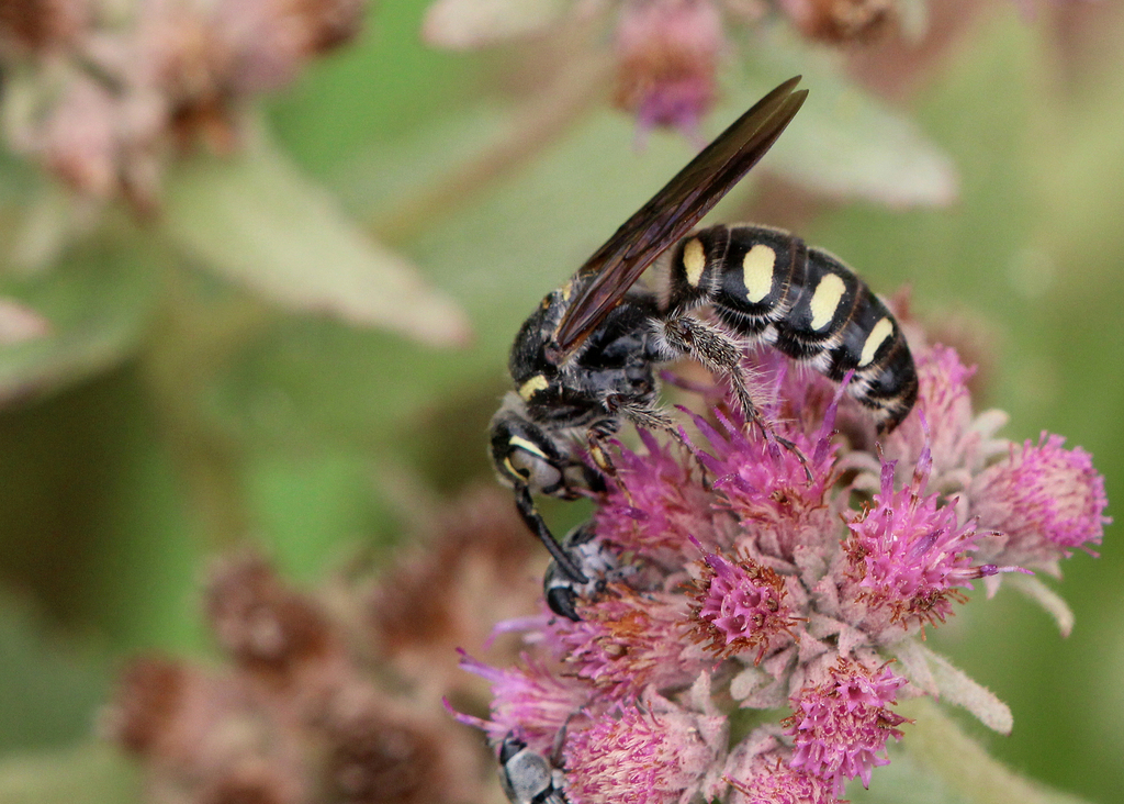 Eight-spotted Scoliid Wasp from Sandalwood Mobile Home Park, Florida ...