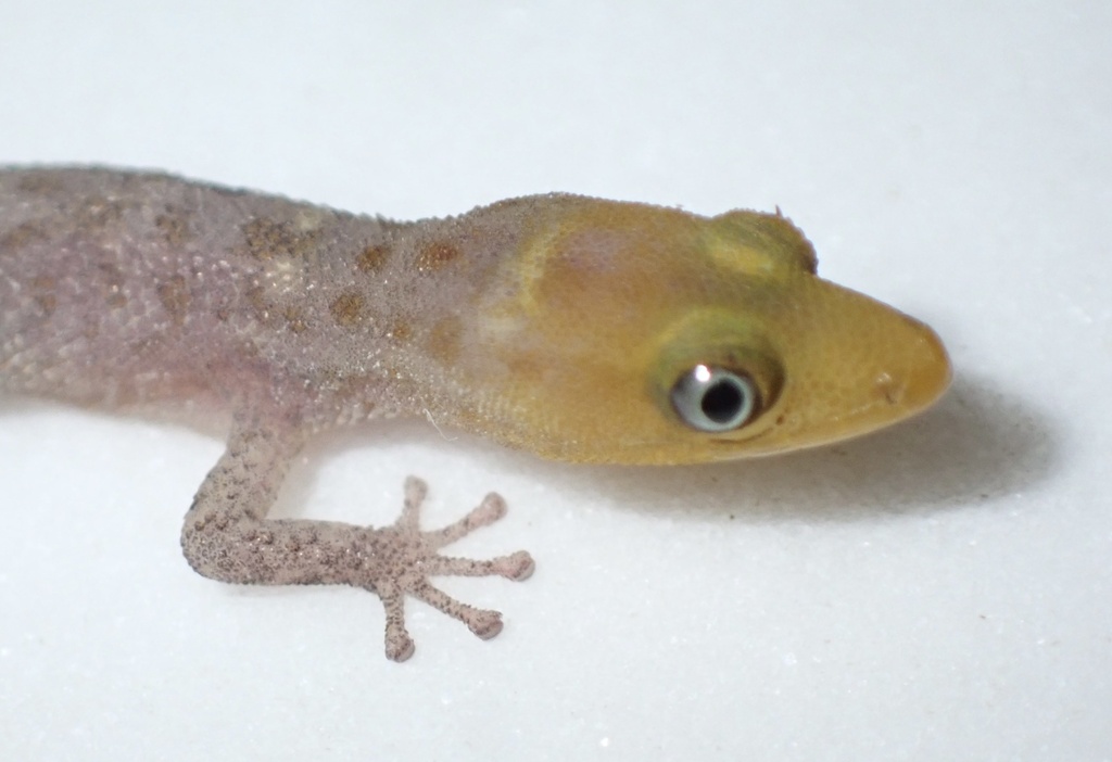 Sphaerodactylus savagei savagei from La Española, La Romana, La Romana ...