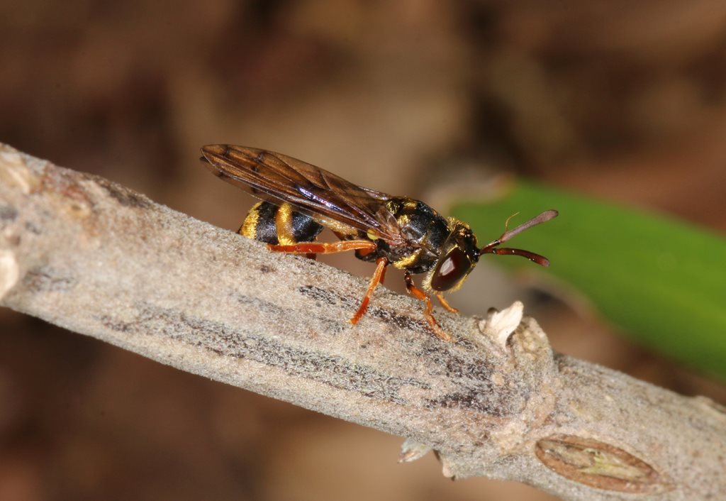 Flies from 61 Turton St, Sunnybank QLD 4109, Australia on May 12, 2016 ...