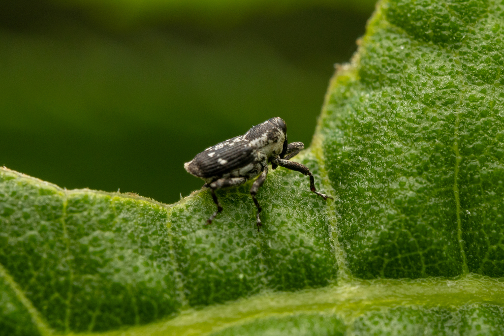 Cylindrocopturus quercus from Athens, GA, USA on July 14, 2024 at 07:45 ...