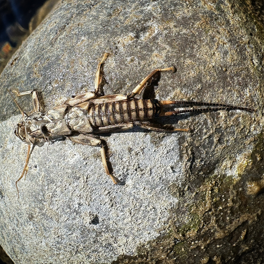 Shortwing Stonefly from Naches River, Naches, WA, US on July 14, 2024 at 01:35 PM by ...