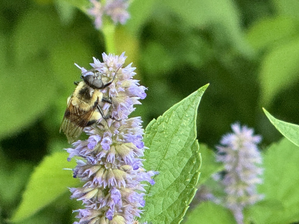 Eastern Swiftwing in July 2024 by JoeGee · iNaturalist