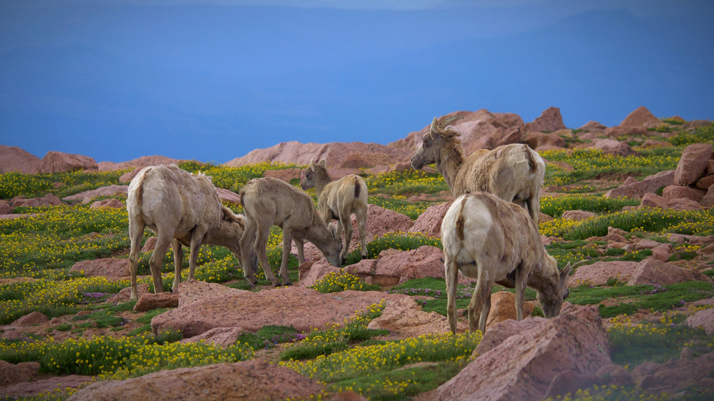 Rocky Mountain Bighorn Sheep from Pikes Peak, Colorado 80809, USA on ...
