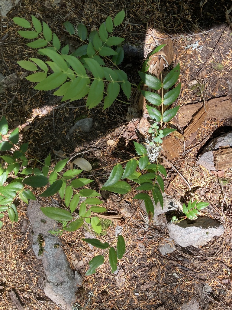 Cascade Oregon-grape from Mt. Hood National Forest, Mount Hood Parkdale ...