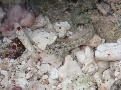Praealticus caesius · iNaturalist