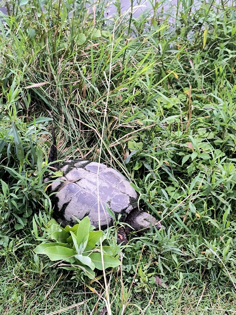 Common Snapping Turtle from Gow's Bridge, Speed River, Guelph, ON N1G ...