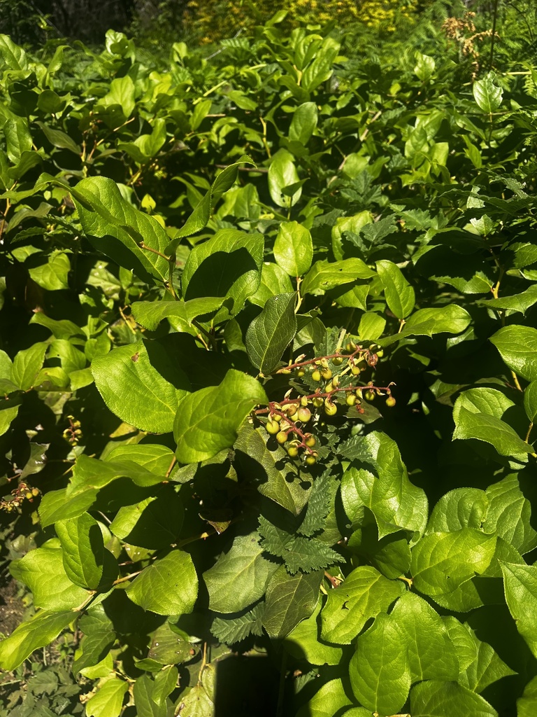 salal from Columbia River Gorge National Scenic Area, Cascade Locks, OR ...